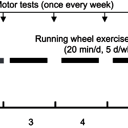 Timeline of experiments.