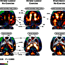Functional activation of dorsal striatum (d-CPu) and rostral secondary ...