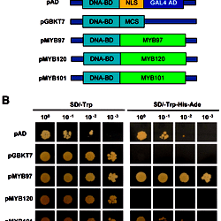 Transactivational activity assays.