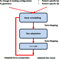 Coupling bone and disc adaptation simulation.