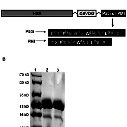 Design and purification of rHSA-P53i and rHSA-PMI.
