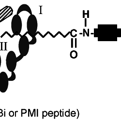Schematic diagram of rHSA-mediated co-delivery technology.