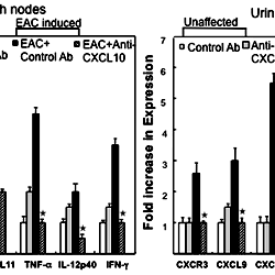 Changes in CXCR3, CXCL9, CXCL10, CXCL11, TNF-α, IL-12p40 and IFN-γ mRNA ...