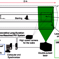Illustrative scheme of the avian wind tunnel and the experimental setup ...