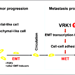 Model for VRK1’s role in breast cancer progression.