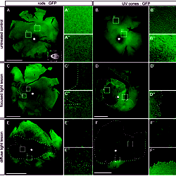 Flatmounted retina samples of lesioned GFP transgenic reporter fish.