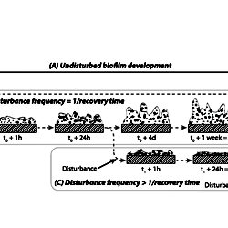 Effect of disturbance frequency (e.g. frequency of biocide pulse ...