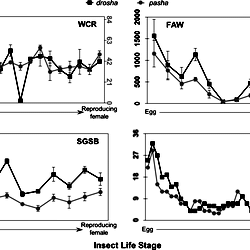 Expression patterns of drosha and pasha across insect life stage.