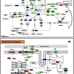 Pathway diagrams.