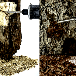 Illustration of RAMES method of grinding hard plant tissues prior to ...
