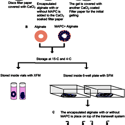 A schematic representation of the encapsulation and storage process of ...