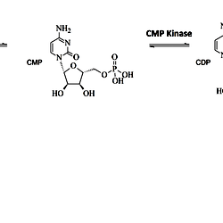 Section of the pyrimidine pathway for the cytosine to CTP conversion in ...