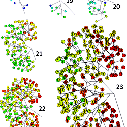 UCS branching tree showing the generation of end-branching.