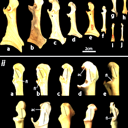 Avian coracoid disparity, and measuring the maximum diameter of the ...