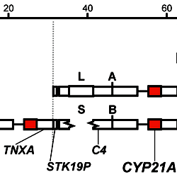 Scaled representation of the organization of human RCCX copy number ...