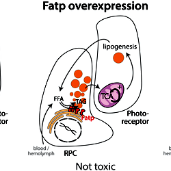 Schematic of the role of FATP in the metabolism of lipid droplets and ...
