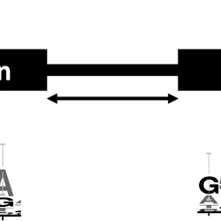 Schematic representation of the promoter elements of the minimal ...