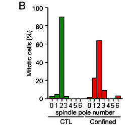 Mechanically confined MCTS show bipolar spindle defects.