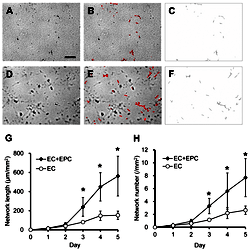EC network formation in the EC and EC+EPC models.
