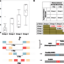 Competition hypothesis version 2.
