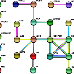 Protein-protein interaction map of the 25 differentially abundant proteins.