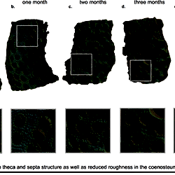 Modeled μCT scans showing the surface morphological change and the ...