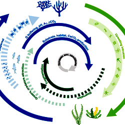 Graphical concept of the role of bioerosion in ETP coral reef community ...