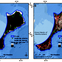 Observed and predicted distributions of Geodia spp. in the FC subarea.