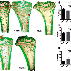 Representative proximal tibia fluorescence micrographs and ...