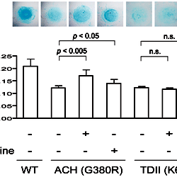 Meclozine facilitates chondrocyte differentiation of ATDC5 cells ...
