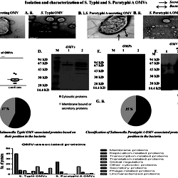 Isolation and characterization of OMVs.