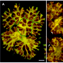 Colony organization of Botryococcus braunii race B by fluorescence ...