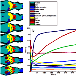 Dynamic digital mouse phantom.