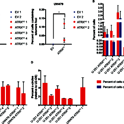 Quantification of ALT characteristics in U-251 and UW479 ATRXKO clones.