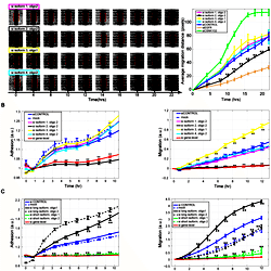 Validation of hits of the siRNA screen.