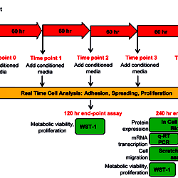 Schematic timeline for treatment of primary culture cells with ...