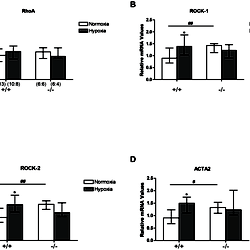 RhoA, ROCK1 and ROCK2, and ACTA2 mRNA expression in the mouse lung by ...