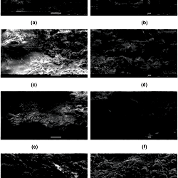SEM images of the specimens: (a, b) C1 sample, (c, d) C2 sample, (e, f ...