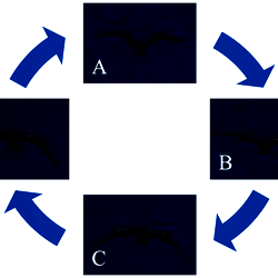 Individual images of the flapping motion.