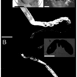 Use of attachment organs in unrestrained stick insects (Carausius ...