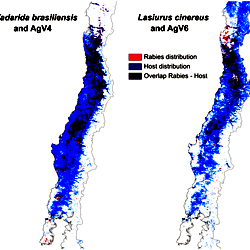 Distribution map of rabies and its hosts.