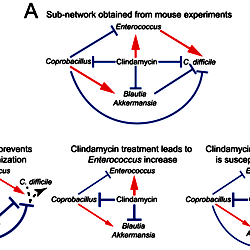 Colonization mechanism.