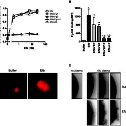 Efb attracts Fg to the bacterial surface.