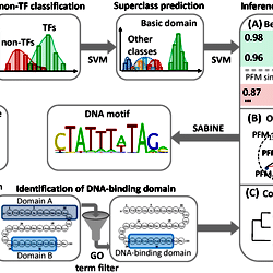 Bioinformatics pipeline for the structural and functional annotation of ...