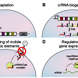 The CRISPR immunity pathway.