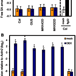 SA signaling is not involved in PR1 induction by sustained MAPK activation.