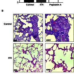 Effect of PbSap inhibition in experimental PCM.