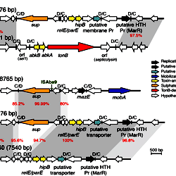 Linearized map of pD36-3 compared with pA1-1 (A) and pACNIH1 and ...