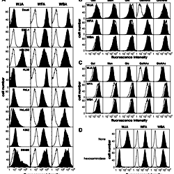 Staining of several human cancer cell lines by WJA, WFA and WBA.