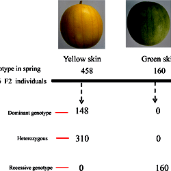Co-segregation of the yellow skin phenotype and the marker SNP02 in the ...